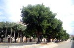 The Amazing Ombú Tree – The Mallorca Photo Blog